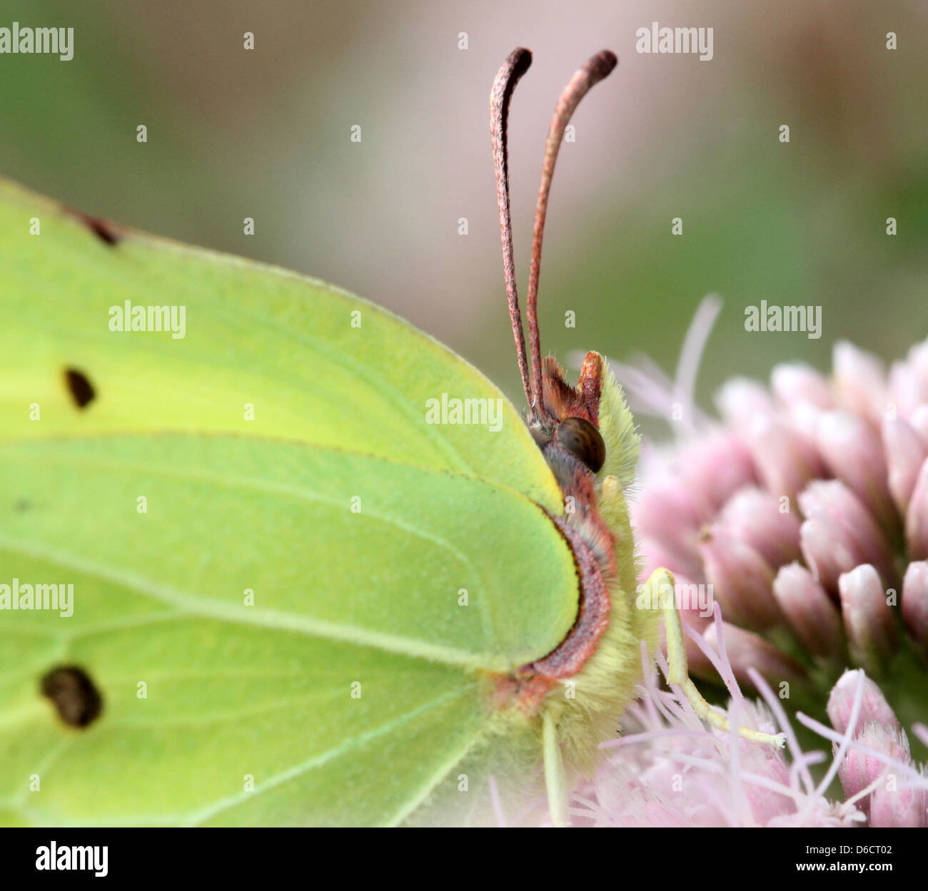 Detailed macro-shot of a Common Brimstone-butterfly (Gonepteryx rhamni ...