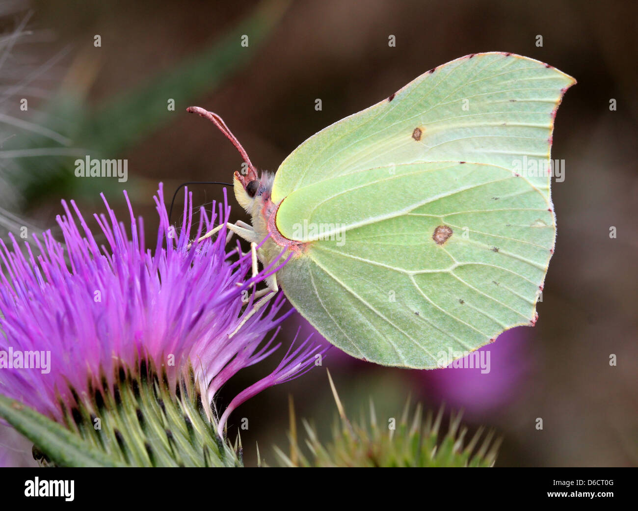 Detailed macro-shot of a Common Brimstone-butterfly (Gonepteryx rhamni ...