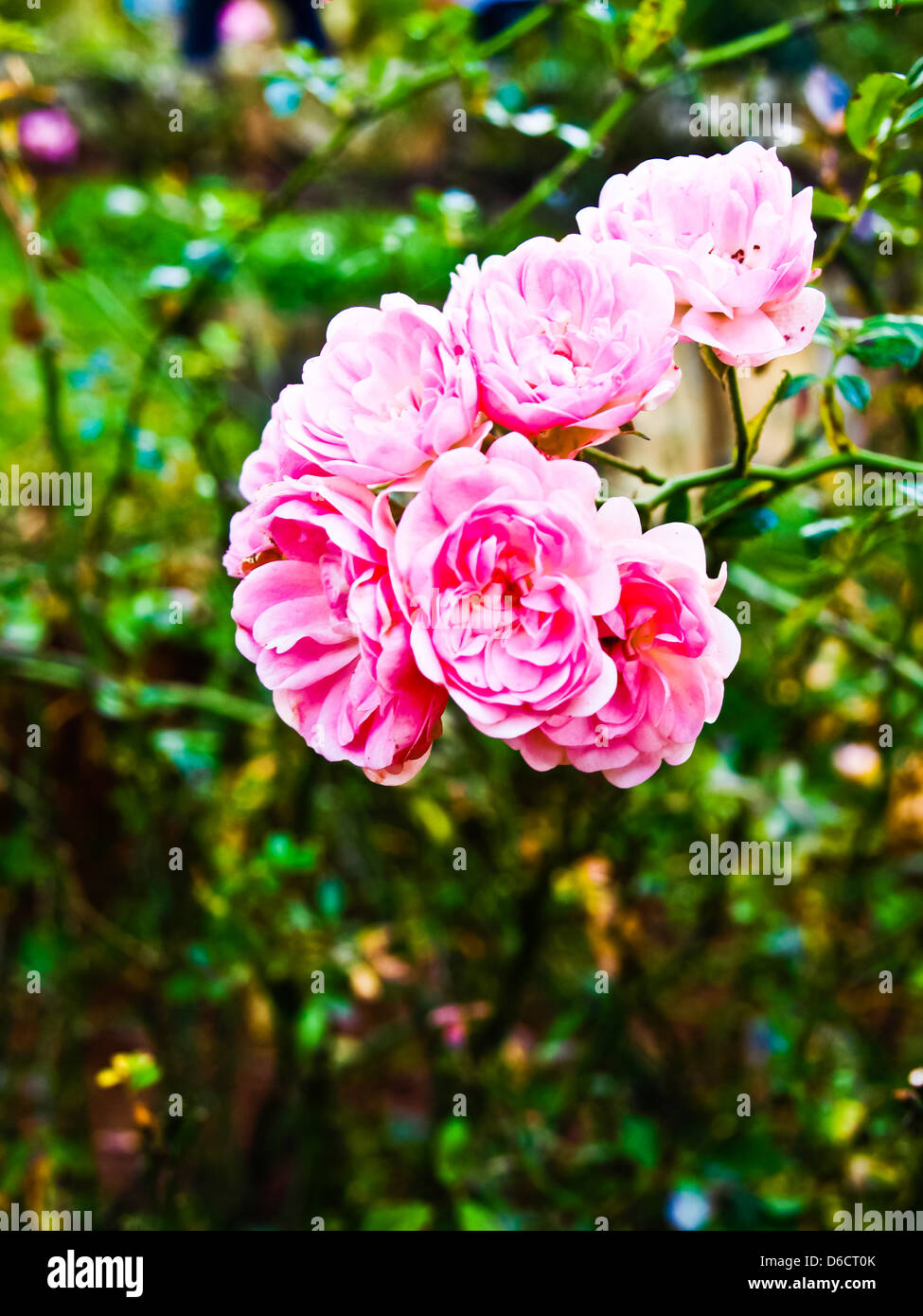 Pink fairy roses in nature Stock Photo - Alamy