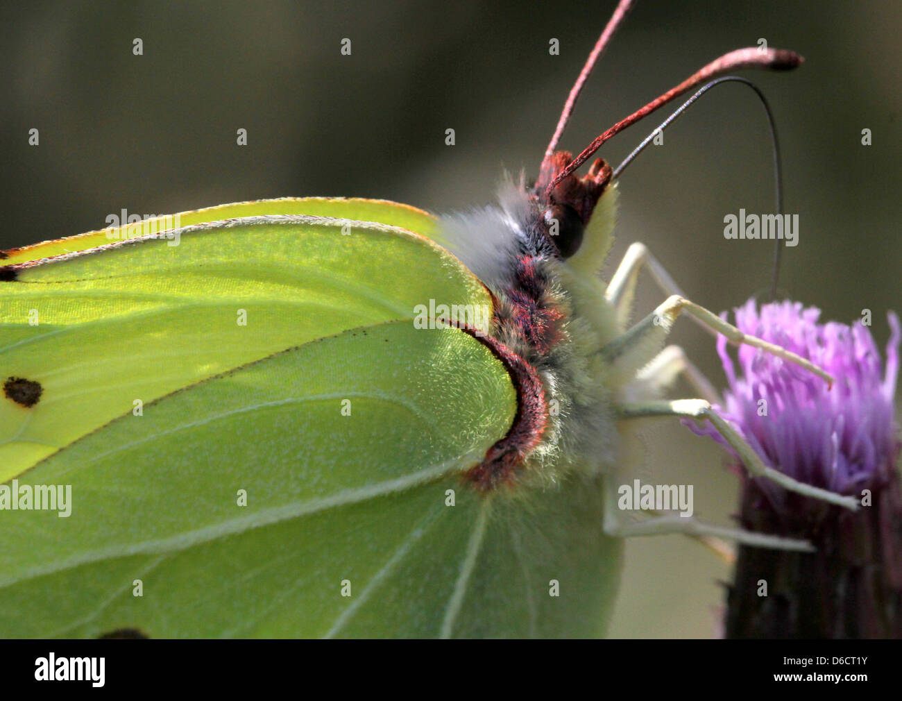 Brimstone butterfly open wings hi-res stock photography and images - Alamy
