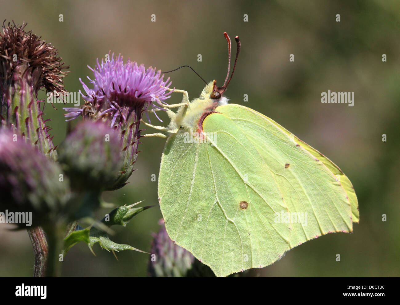 Detailed macro-shot of a Common Brimstone-butterfly (Gonepteryx rhamni ...