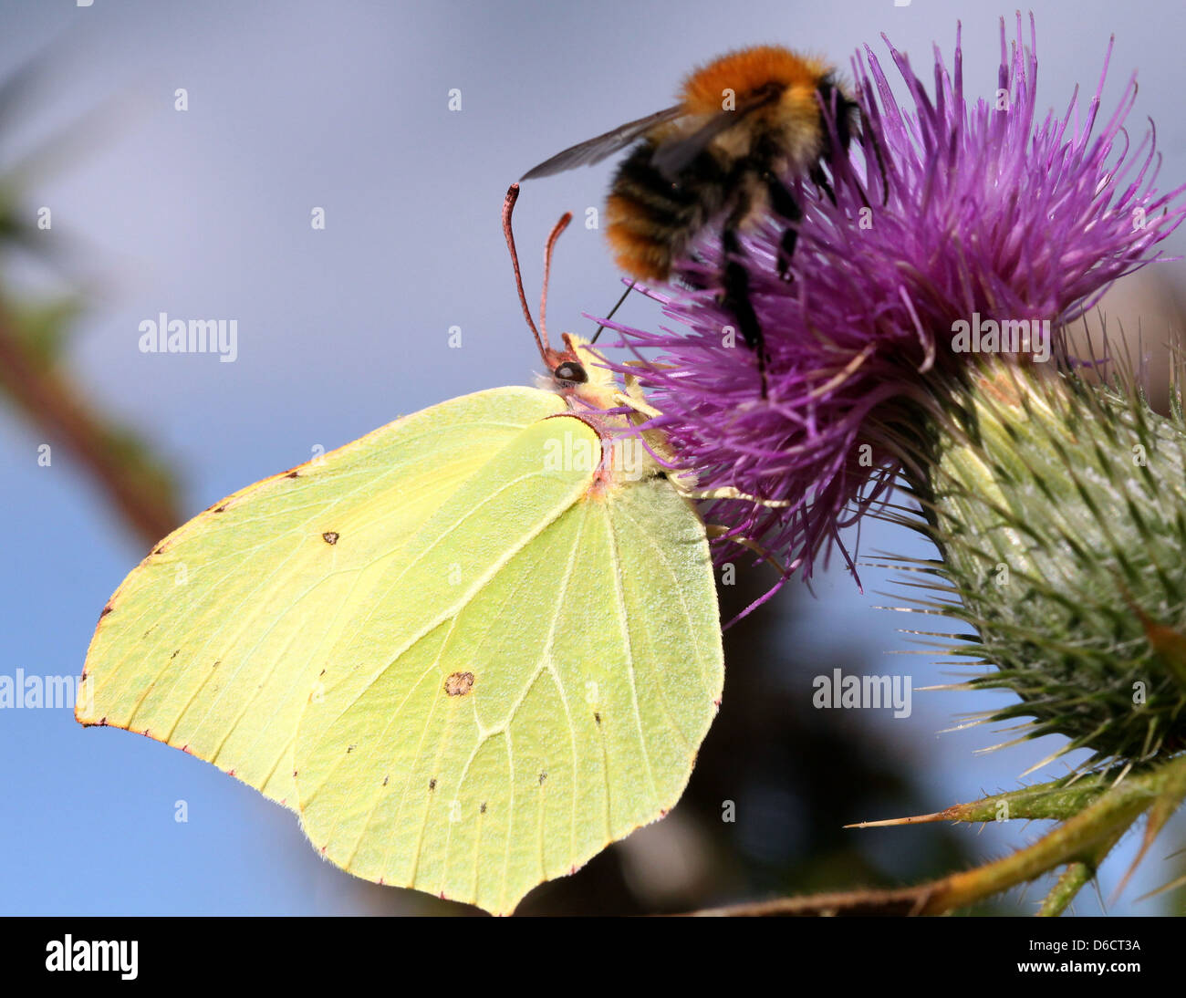 Brimstone butterfly open wings hi-res stock photography and images - Alamy