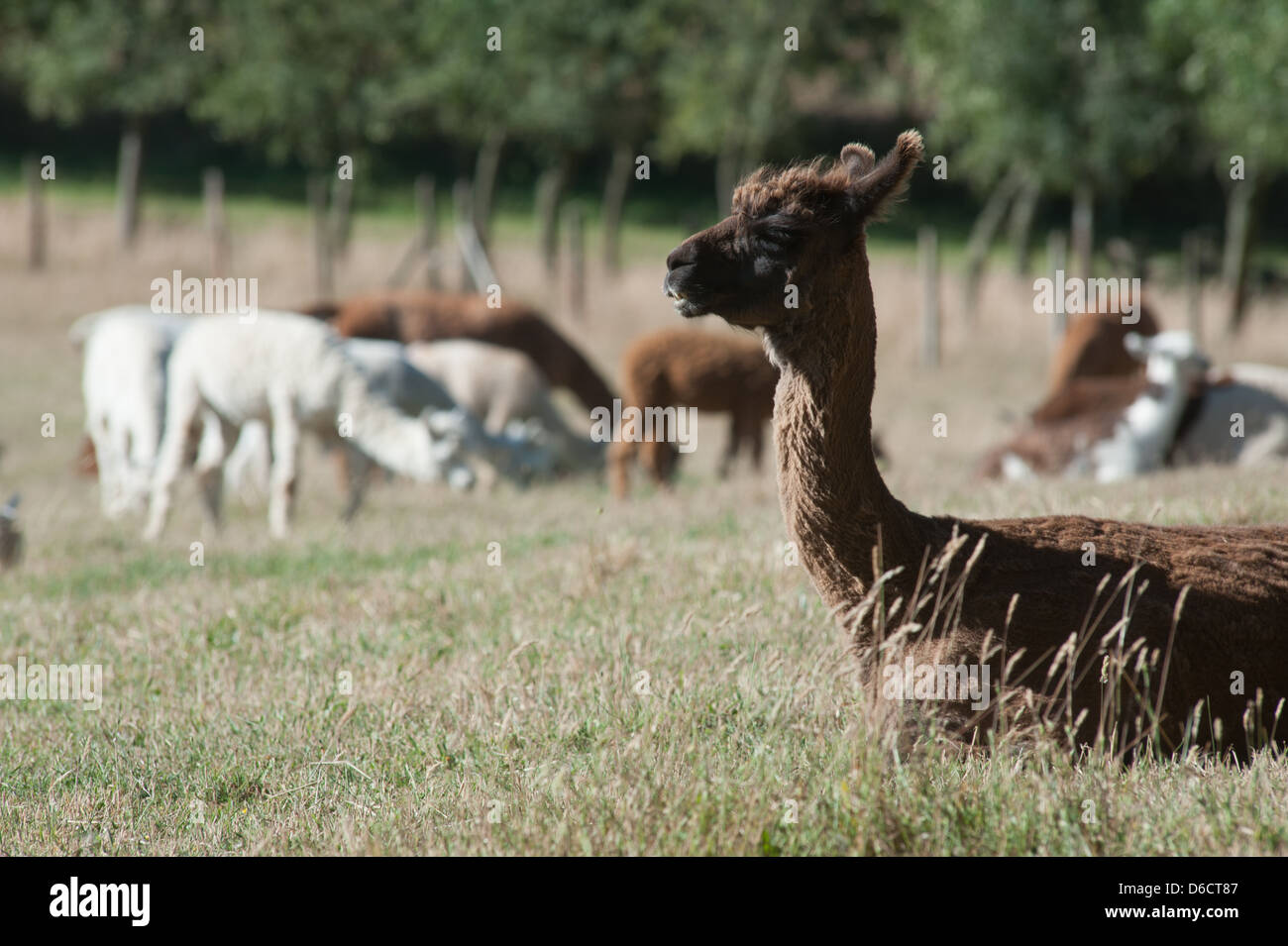llama and alpaca breeding farm located near Temuco in Chile Stock Photo ...