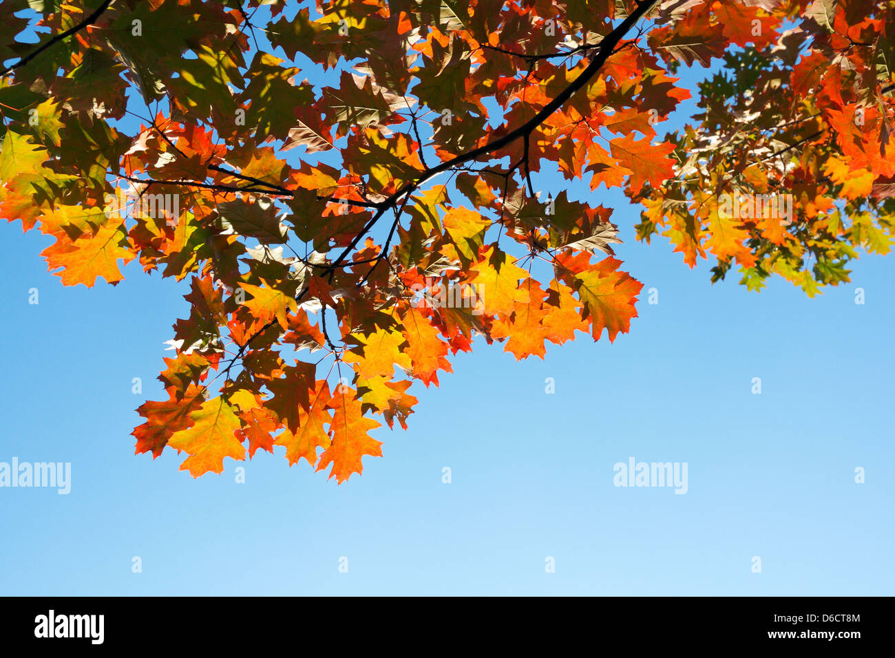 Maple tree in autumn forest Stock Photo - Alamy