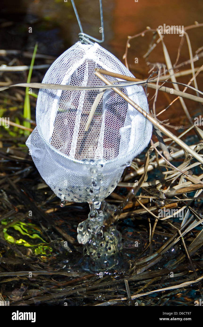A mass of frog eggs in a white mesh dip net Stock Photo - Alamy