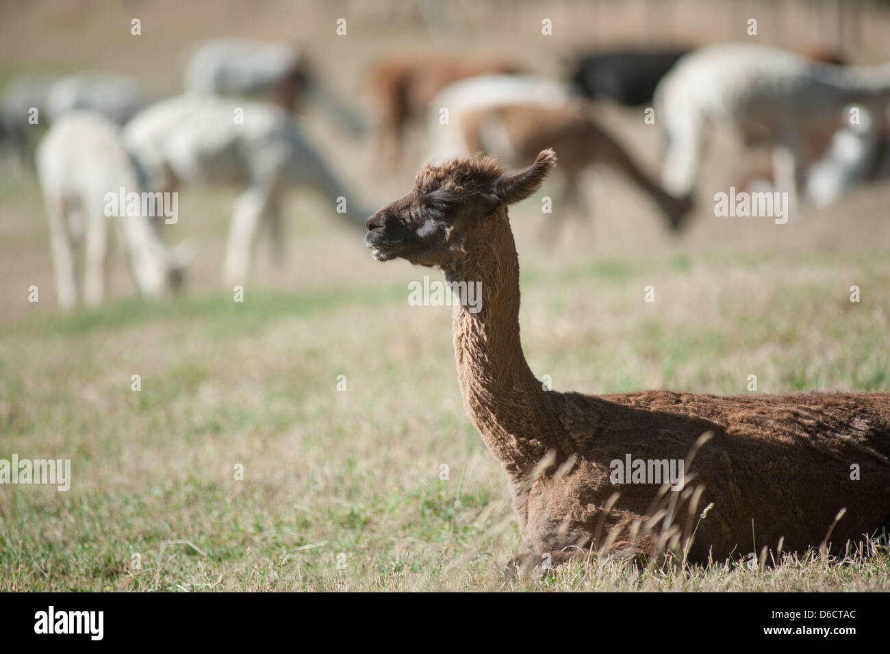 llama and alpaca breeding farm located near Temuco in Chile Stock Photo ...