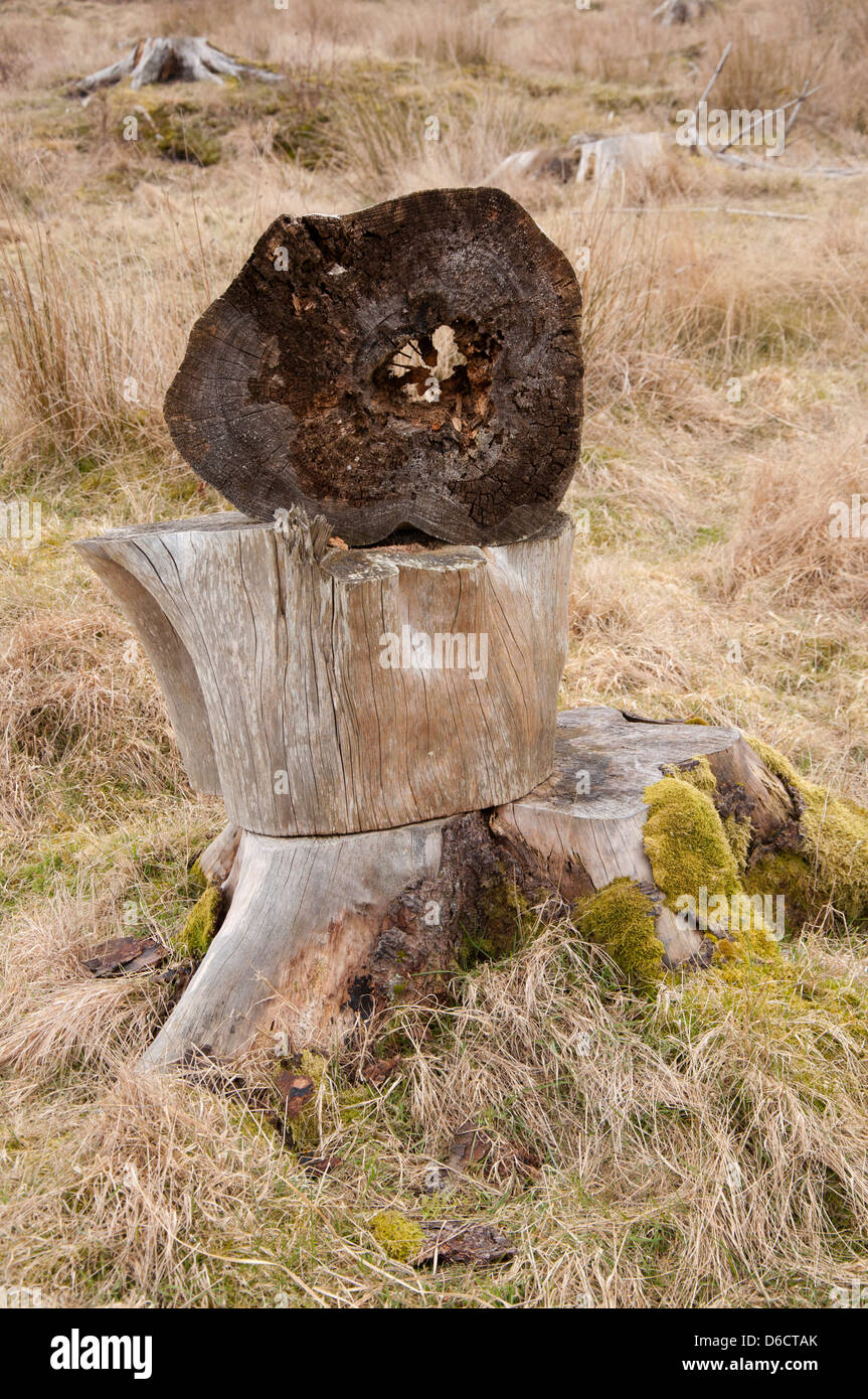 dead tree trunks formed into sculptural designs, forest, woodland ...