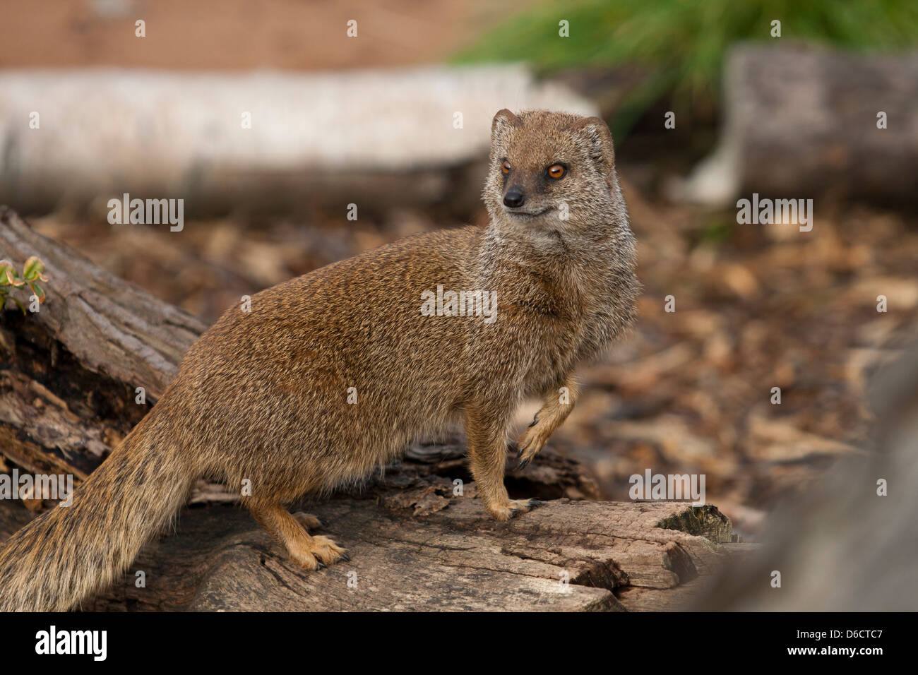 Pine Martin Stock Photos & Pine Martin Stock Images - Alamy