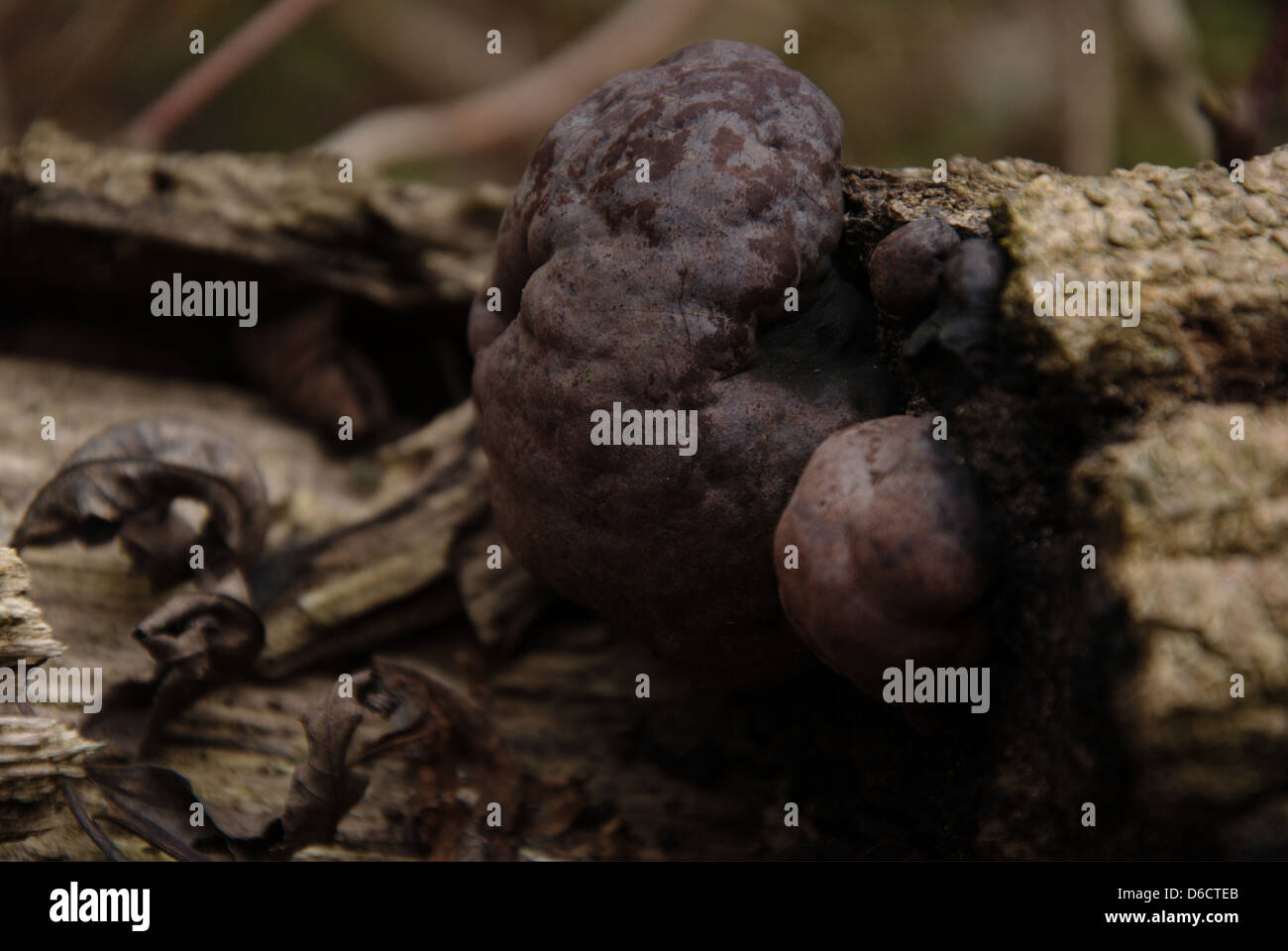 Mushroom spores hi-res stock photography and images - Alamy