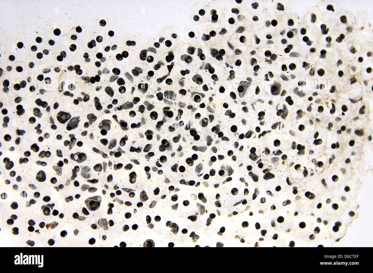 Mass of frogs' eggs on white background Stock Photo - Alamy