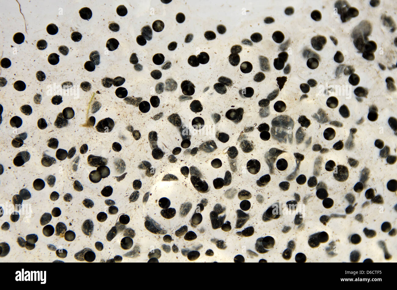 Mass of frog eggs on white background Stock Photo - Alamy