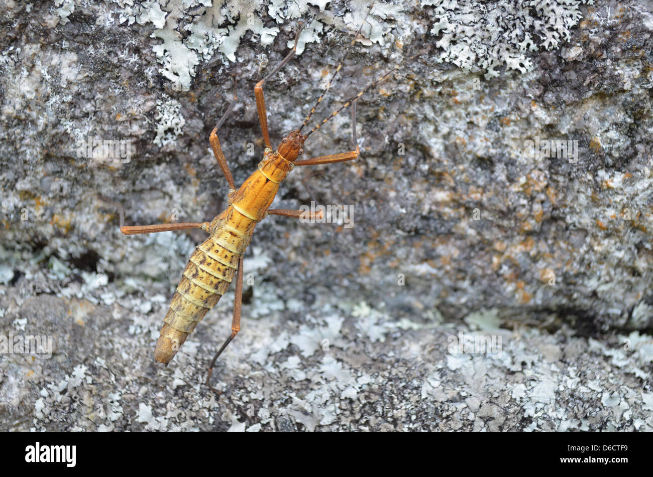Colourful stick insect on a rock near Machu Picchu, Peru Stock Photo ...