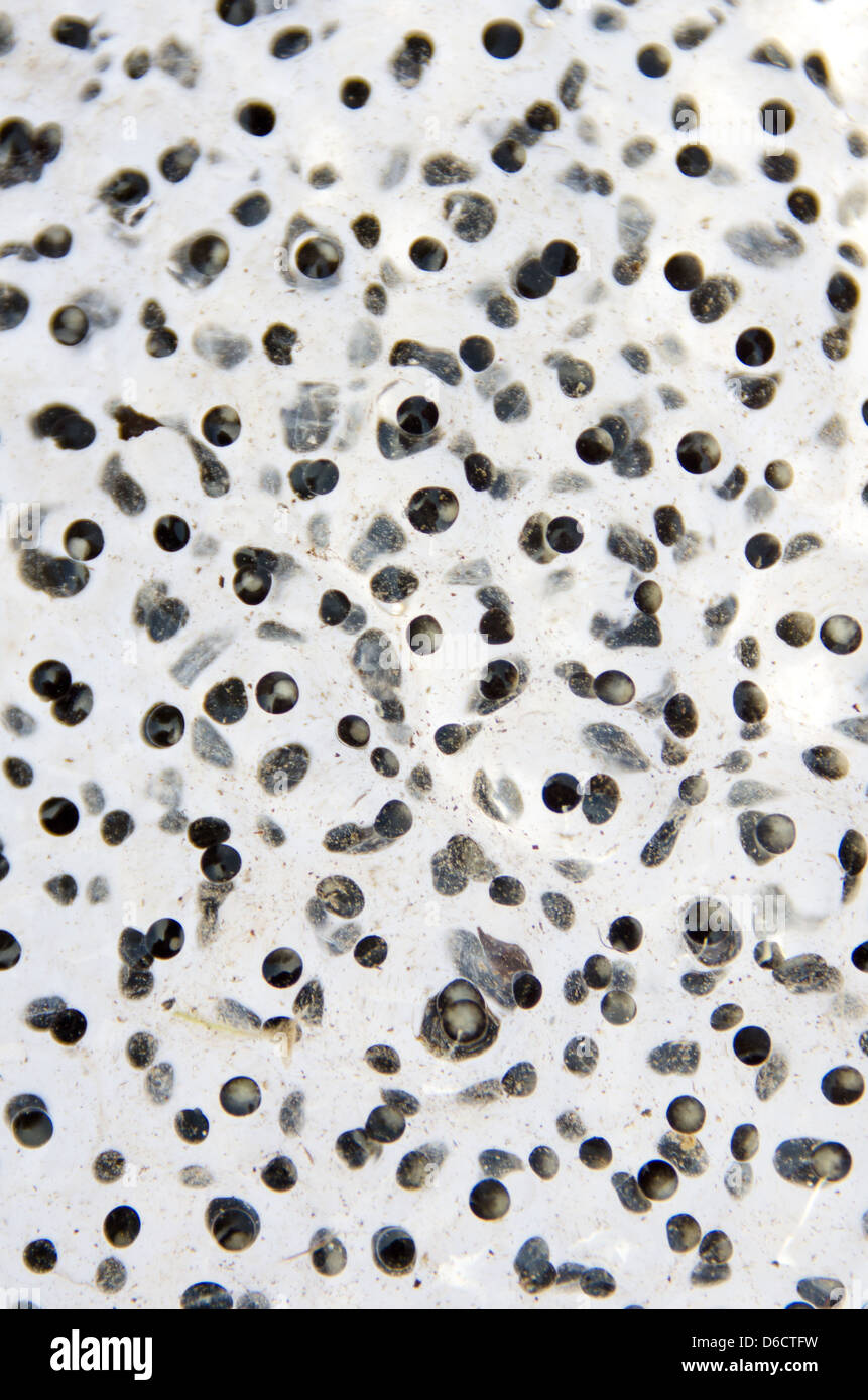 Frog eggs on a white background Stock Photo - Alamy