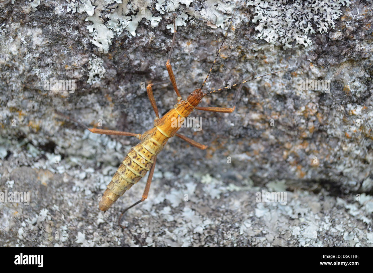Colourful stick insect hi-res stock photography and images - Alamy