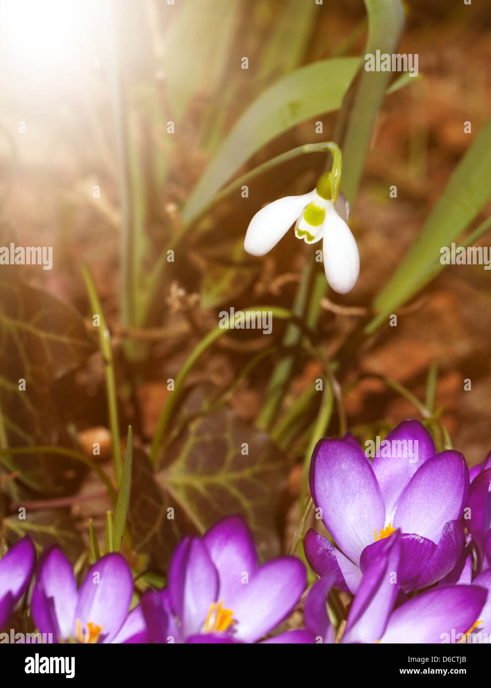 snowdrop and crocus Stock Photo - Alamy