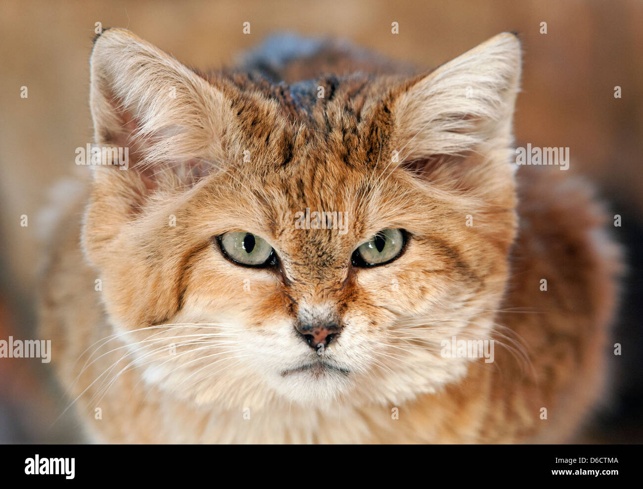 Felis margarita margarita hi-res stock photography and images - Alamy