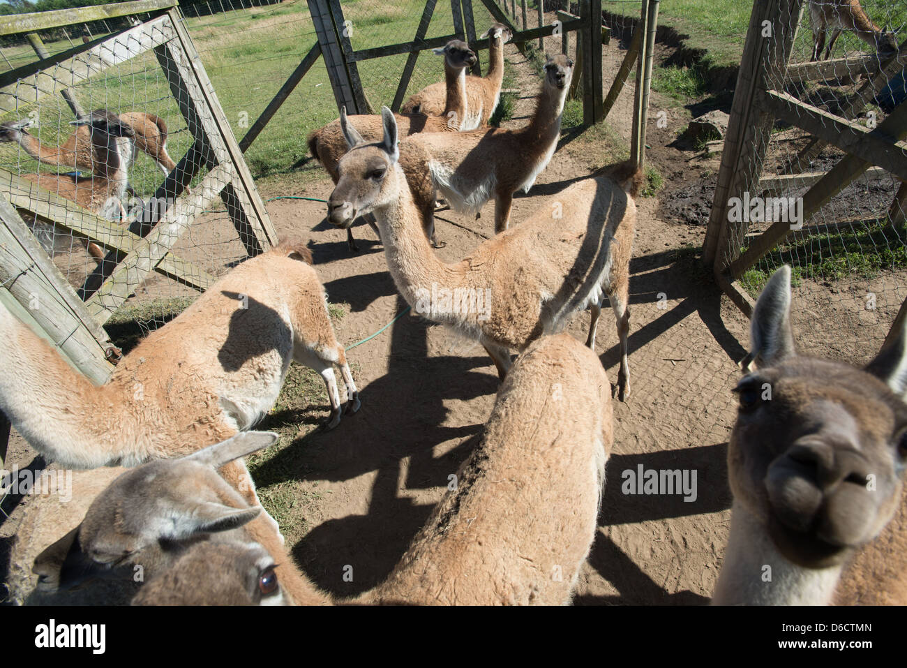 Guanaco in pen at llama and alpaca breeding farm located near Temuco in ...
