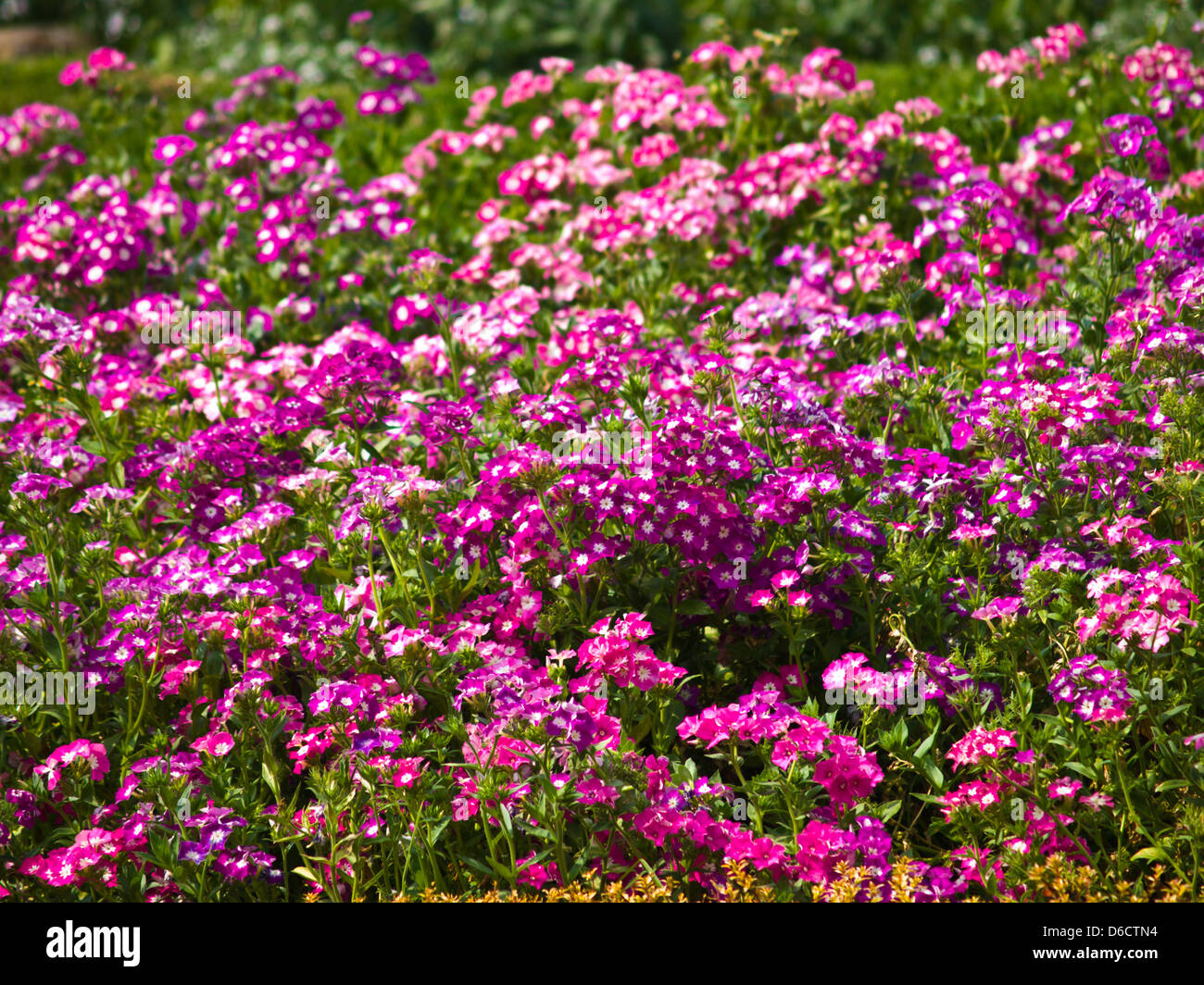 Purple Verbena flowers in nature Stock Photo - Alamy