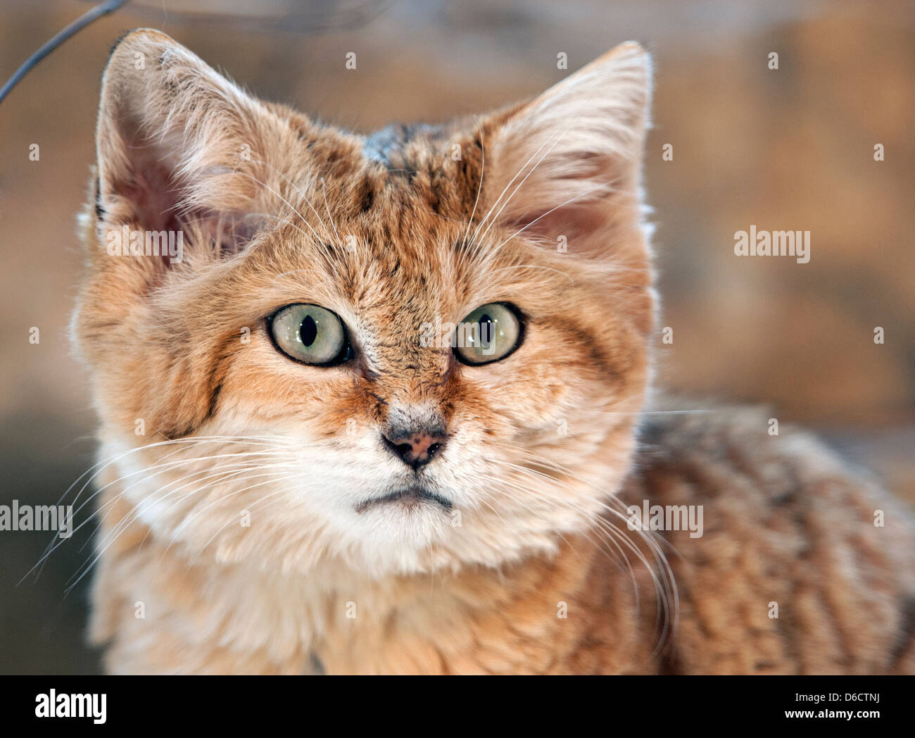 Male Arabian sand cat (close-up Stock Photo - Alamy