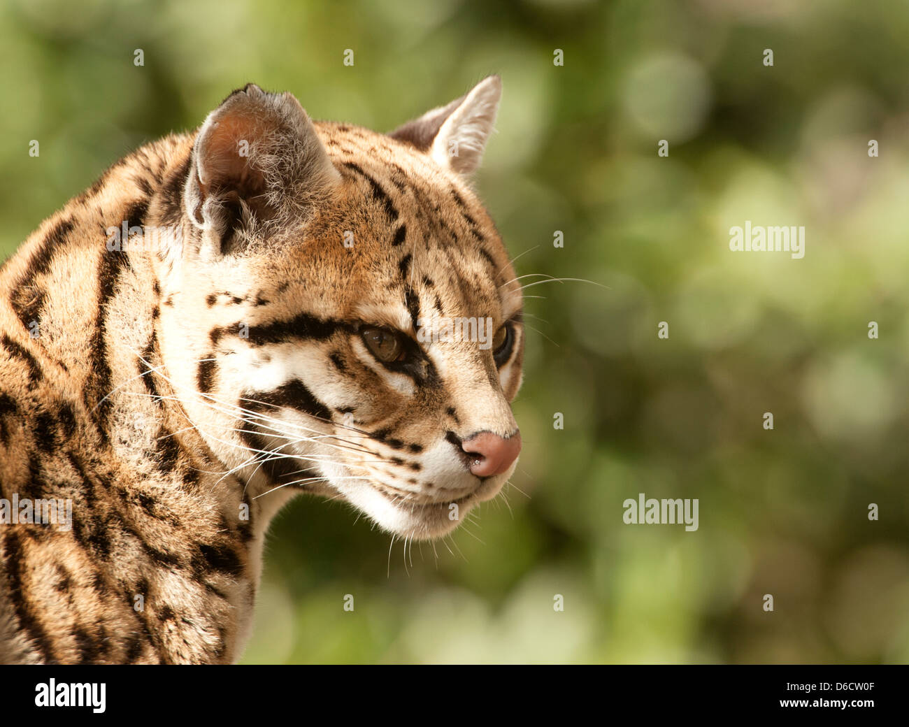 Female ocelot (profile Stock Photo - Alamy