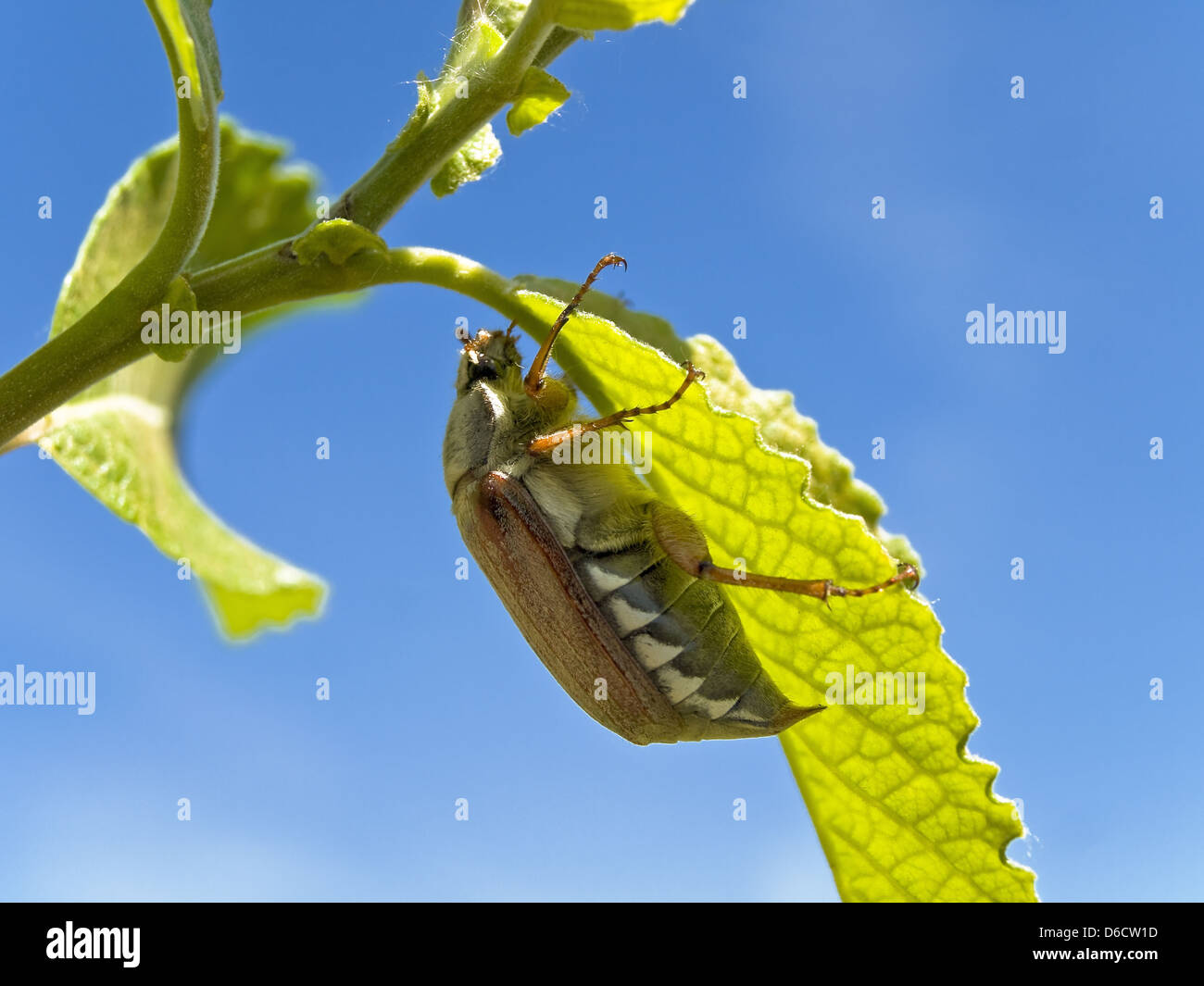 Leaf chafers hi-res stock photography and images - Alamy