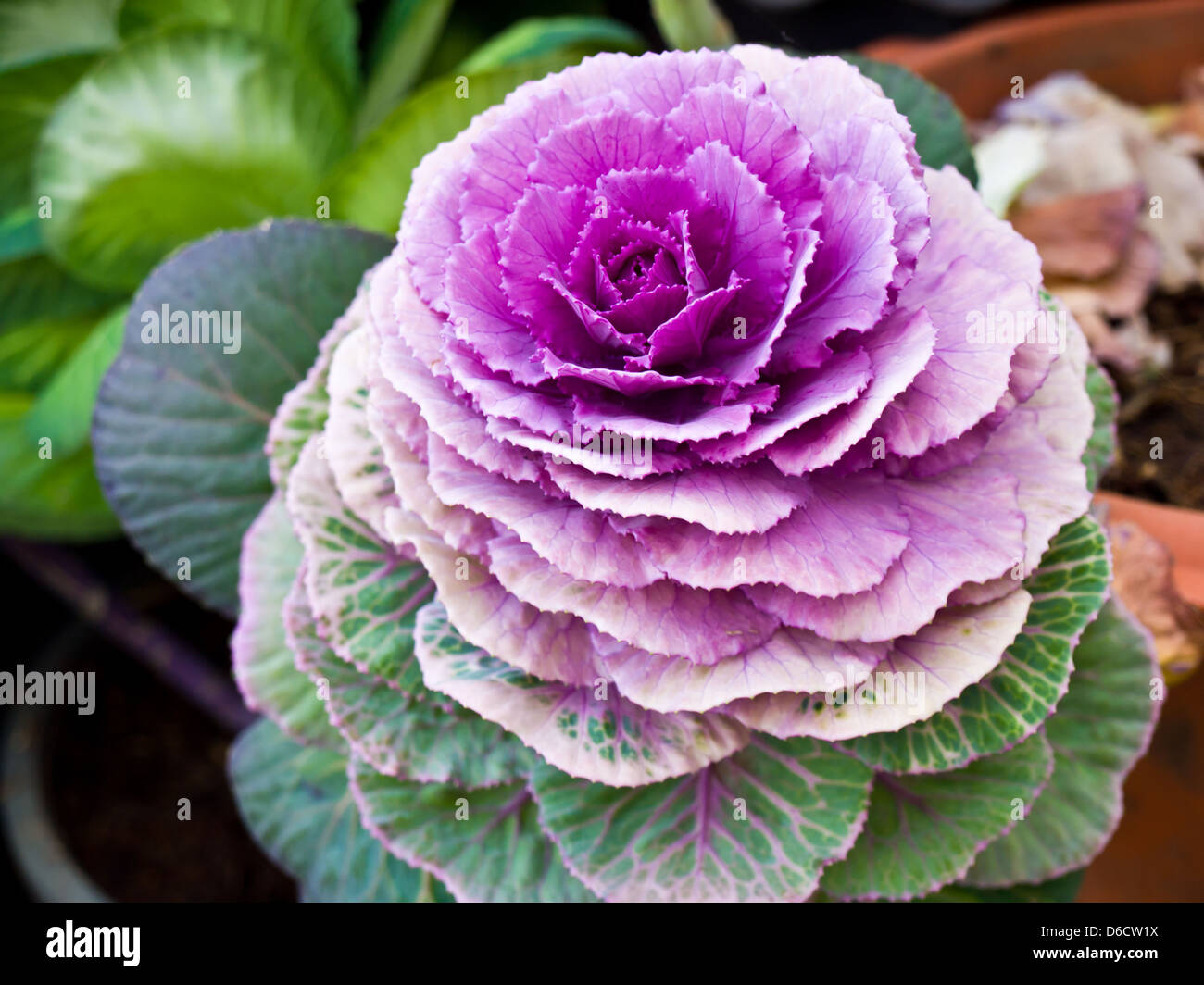 Violet flowering cabbage in nature Stock Photo - Alamy