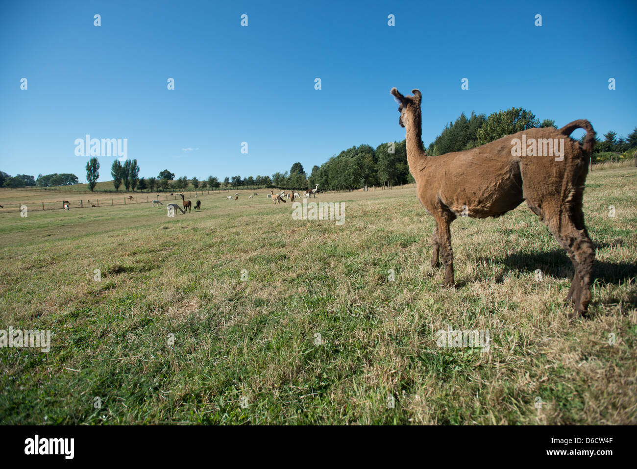 llama and alpaca breeding farm located near Temuco in Chile Stock Photo ...