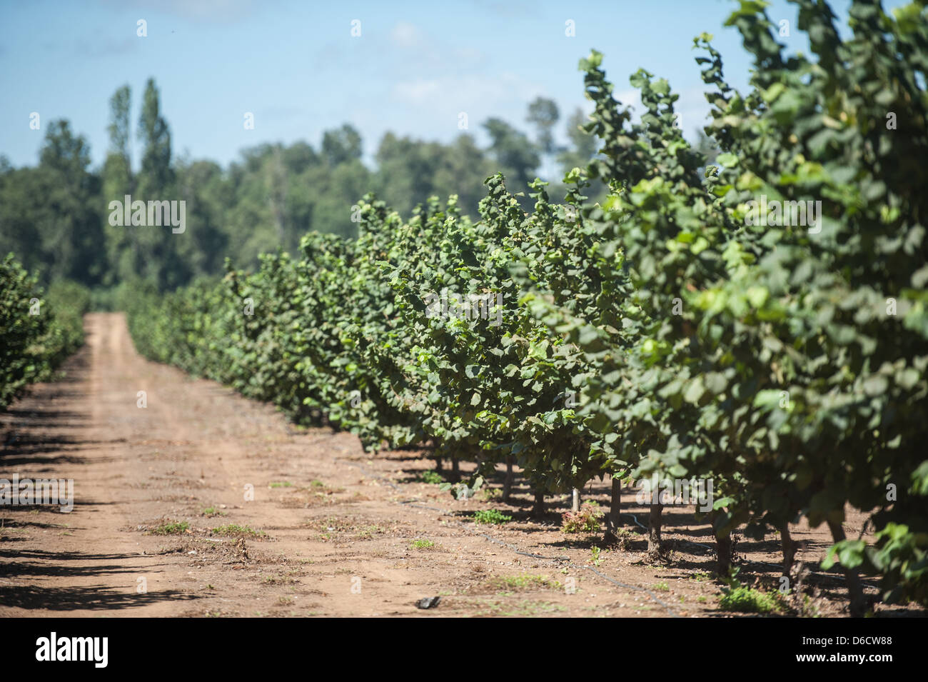Trees and hazelnuts in hazelnut plantation in Temuco, Chile Stock Photo ...
