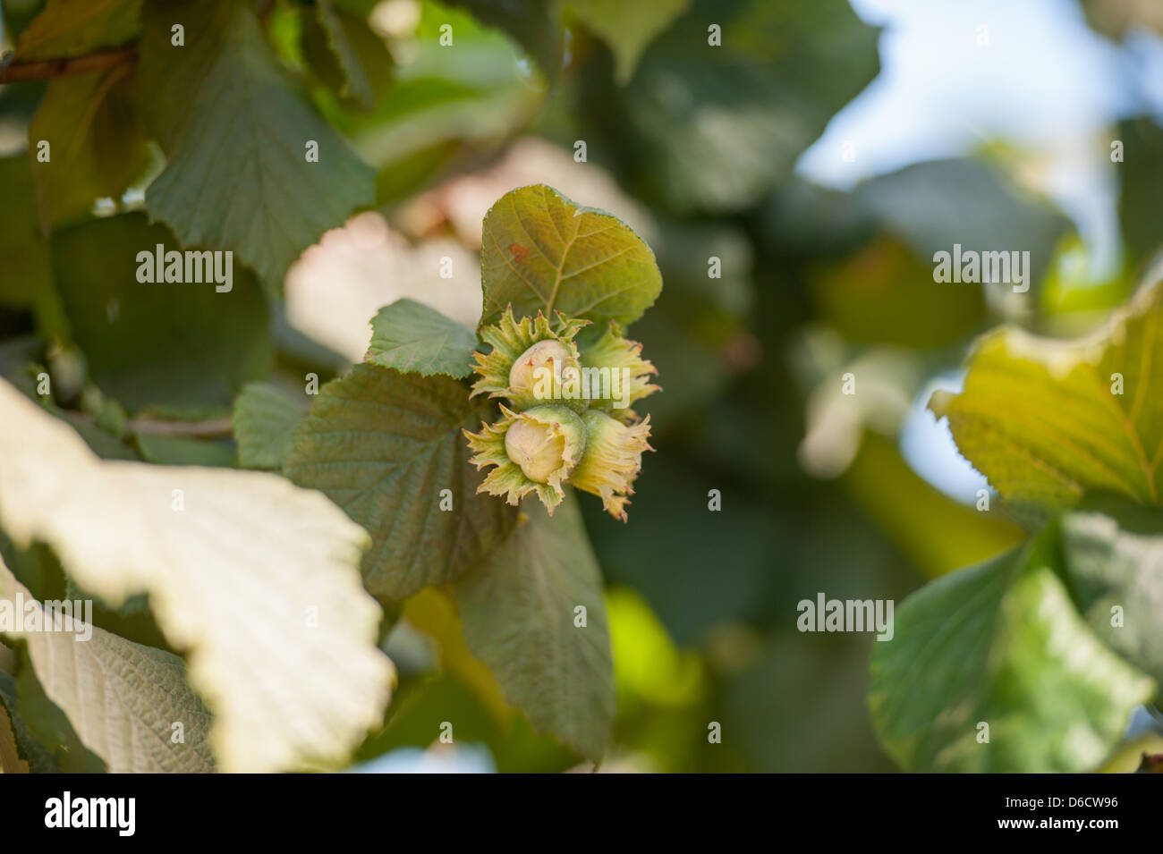 Trees and hazelnuts in hazelnut plantation in Temuco, Chile Stock Photo ...