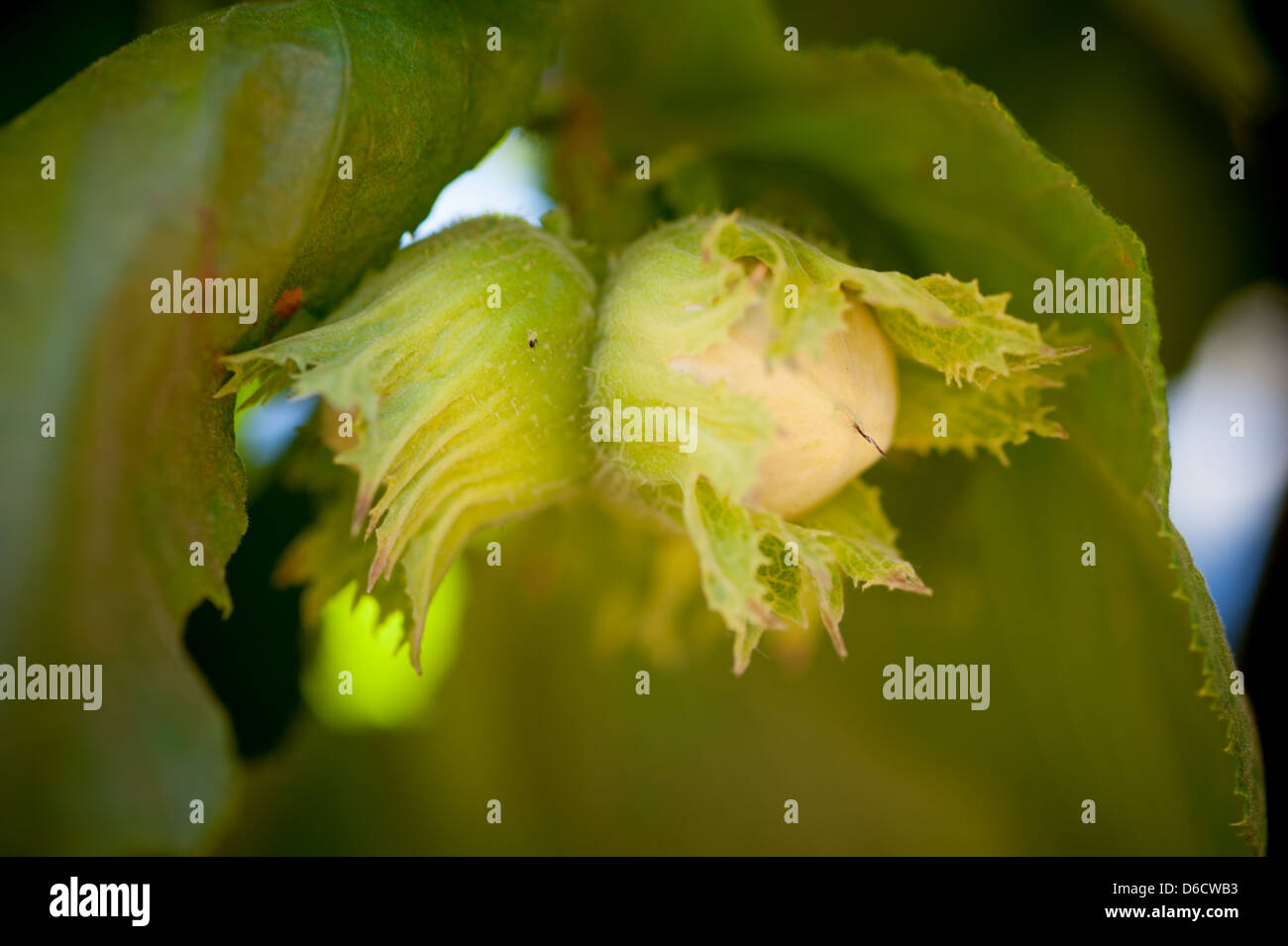 Trees and hazelnuts in hazelnut plantation in Temuco, Chile Stock Photo ...