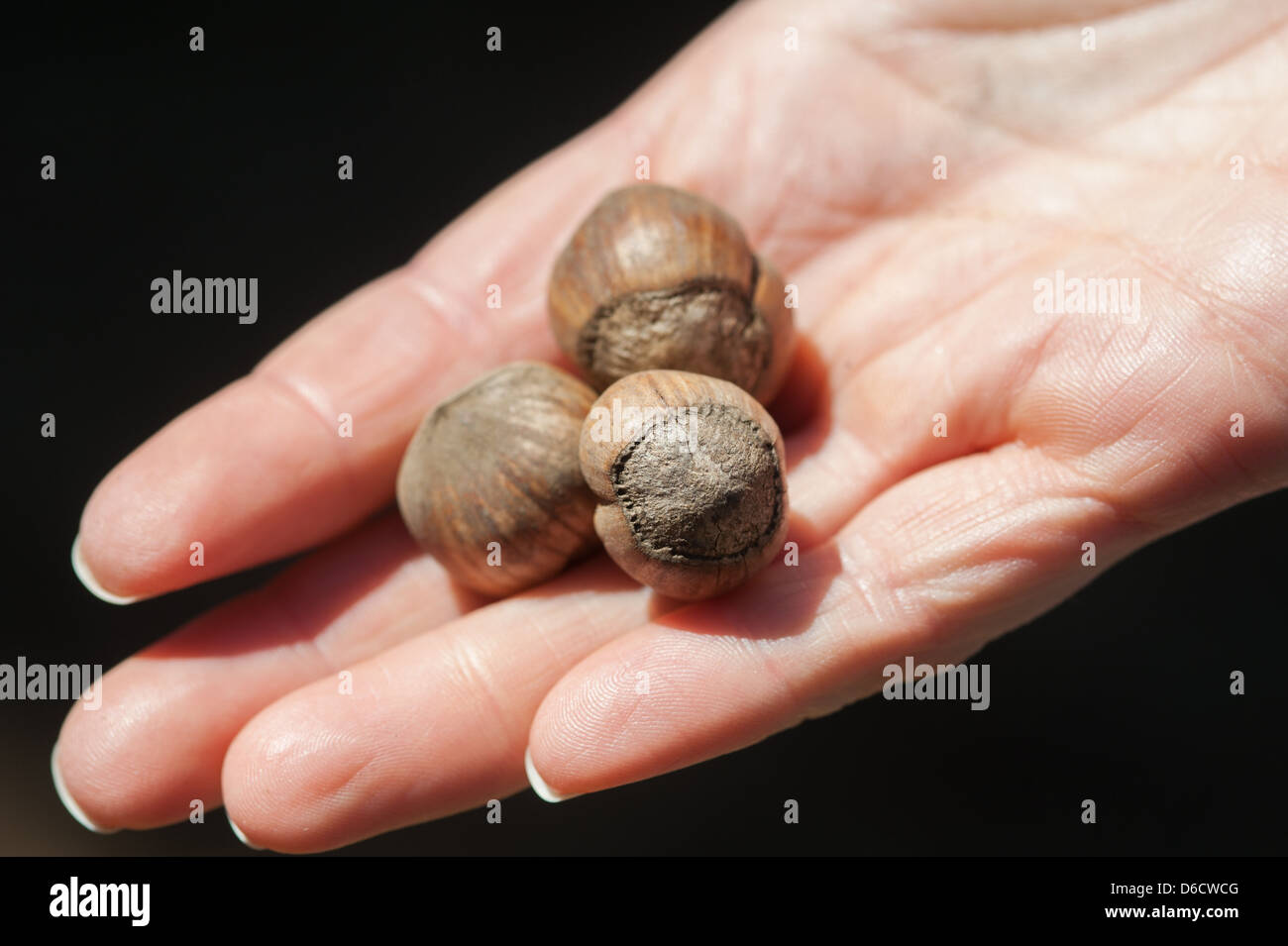 Hand holding hazelnuts in hazelnut plantation in Temuco, Chile Stock ...