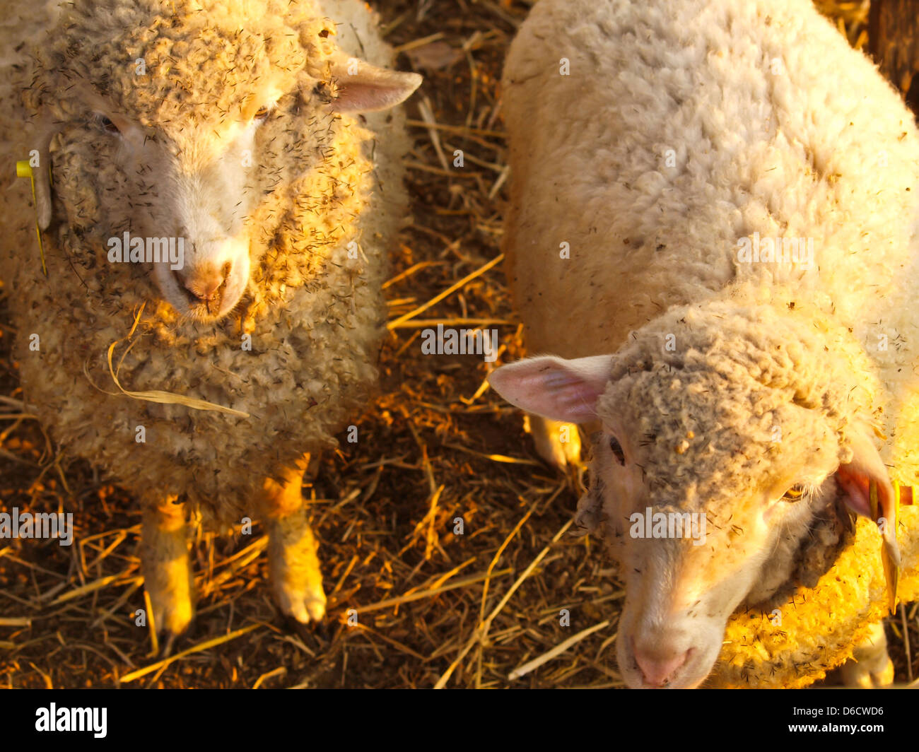 Two sheep in sunrise Stock Photo - Alamy