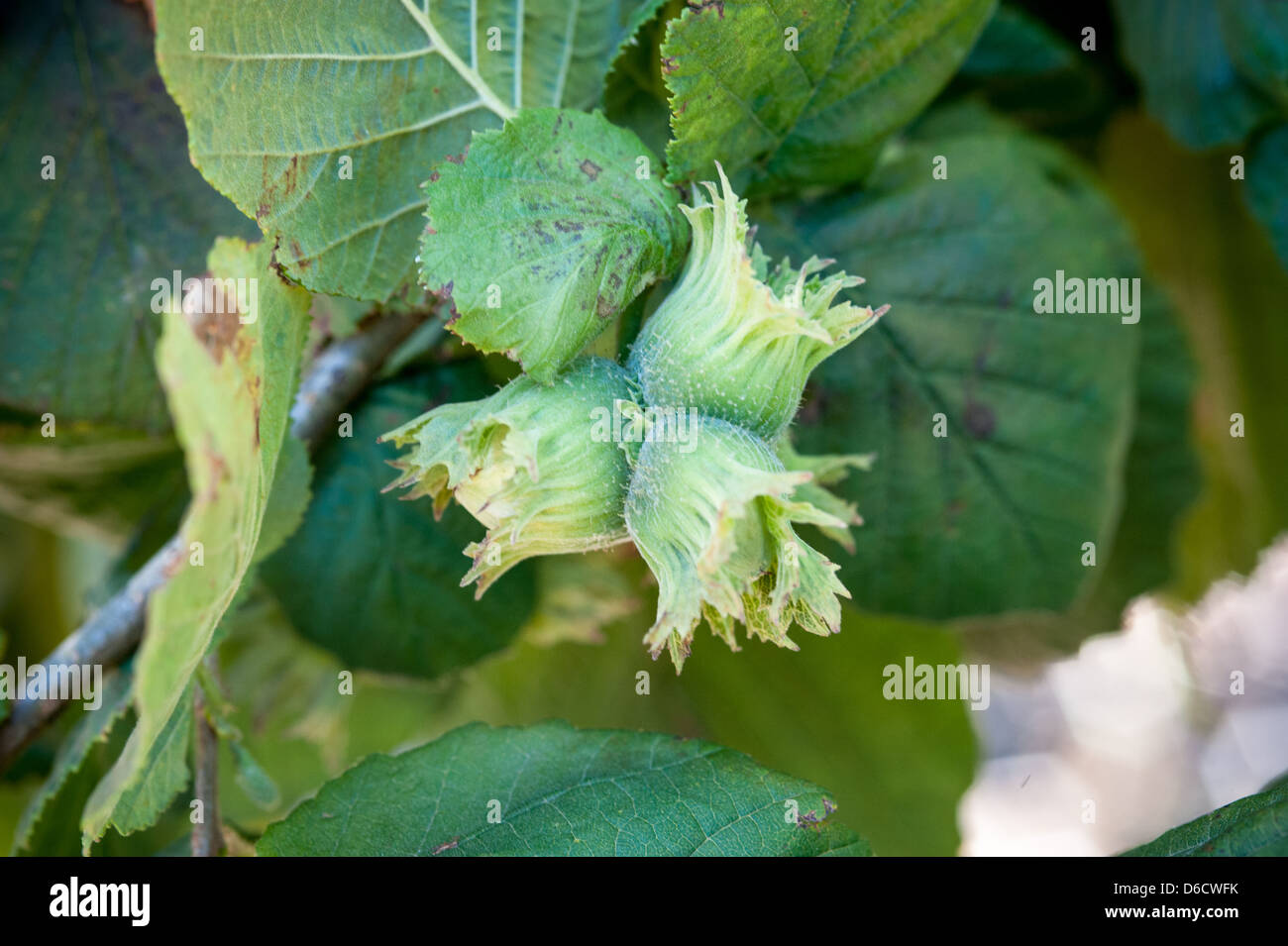 Hazelnut plant hi-res stock photography and images - Alamy