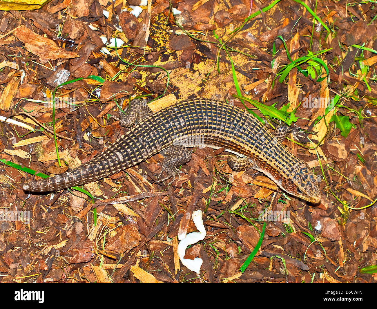 Agam Lizard High Resolution Stock Photography and Images - Alamy