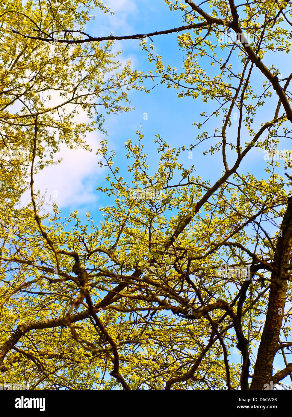 Tree plant forest leafs hi-res stock photography and images - Alamy