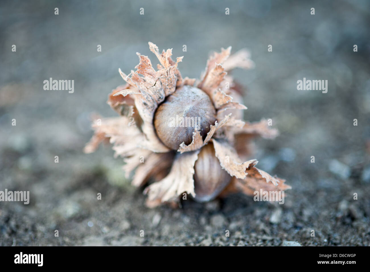 Trees and hazelnuts in hazelnut plantation in Temuco, Chile Stock Photo ...