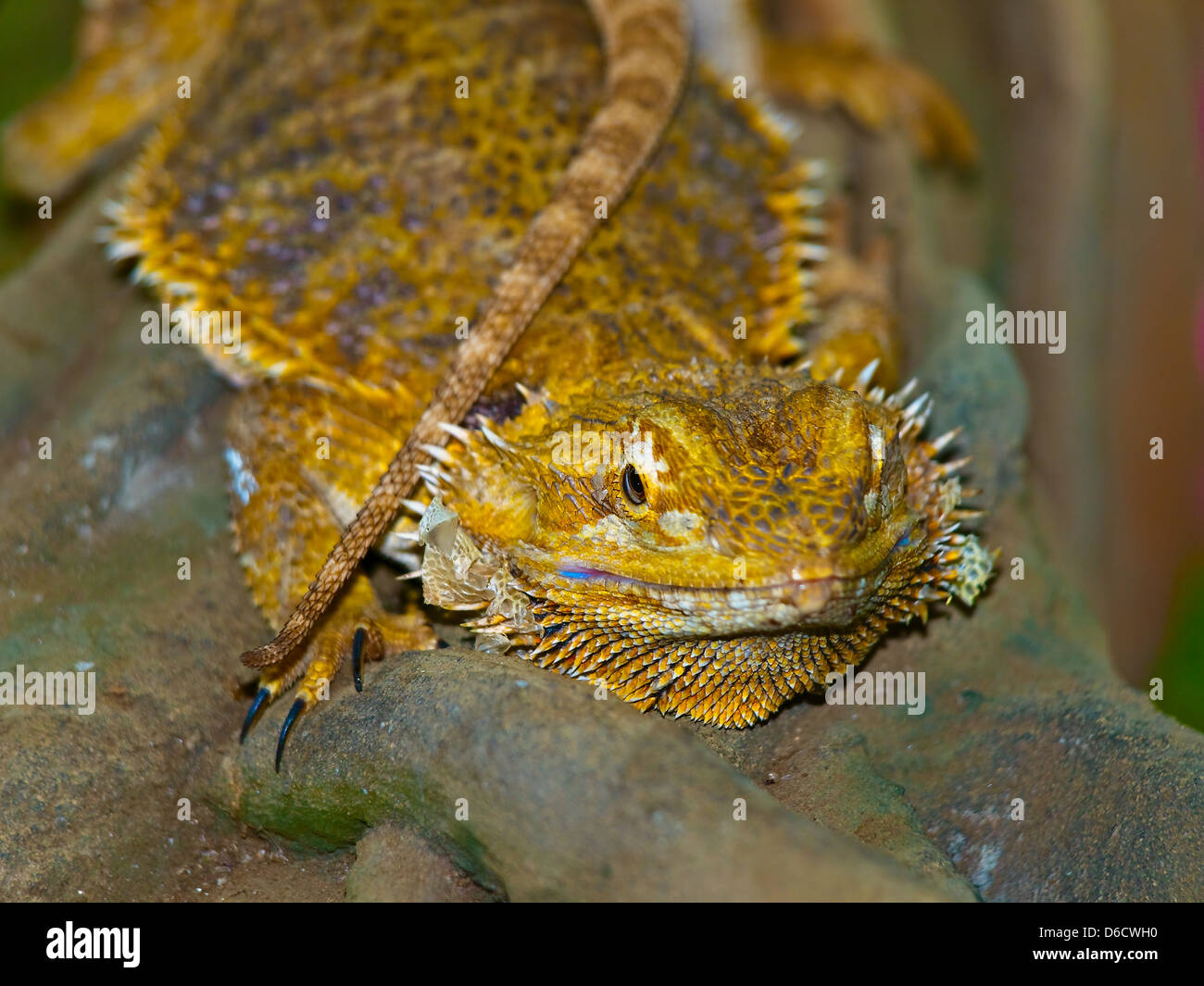 Agam Lizard High Resolution Stock Photography and Images - Alamy