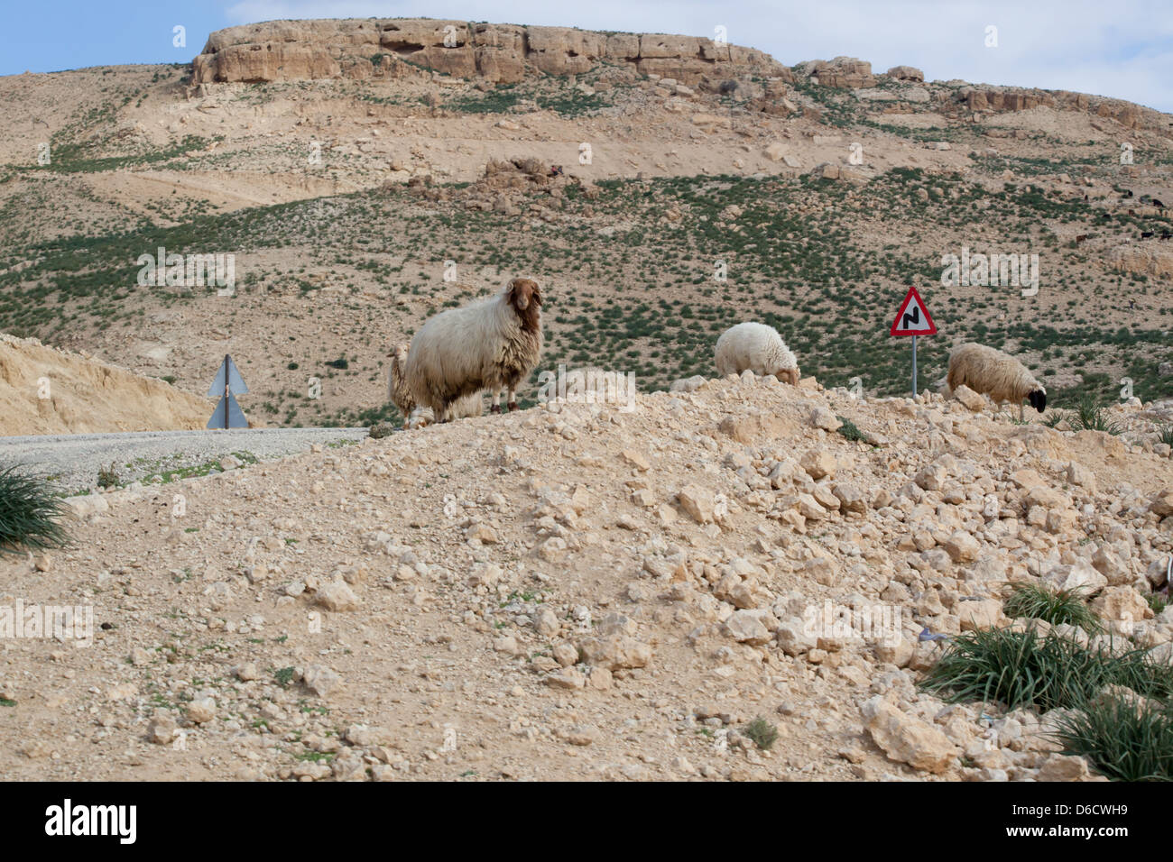 A dry and barren desert, from Middle East country of Jordan with sheep ...