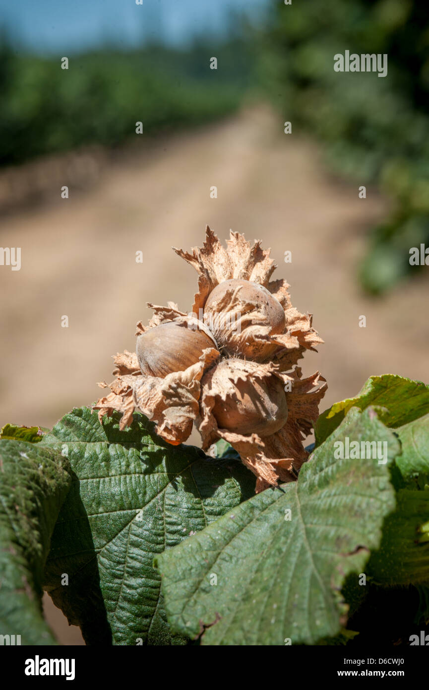 Filbert Orchard High Resolution Stock Photography and Images - Alamy