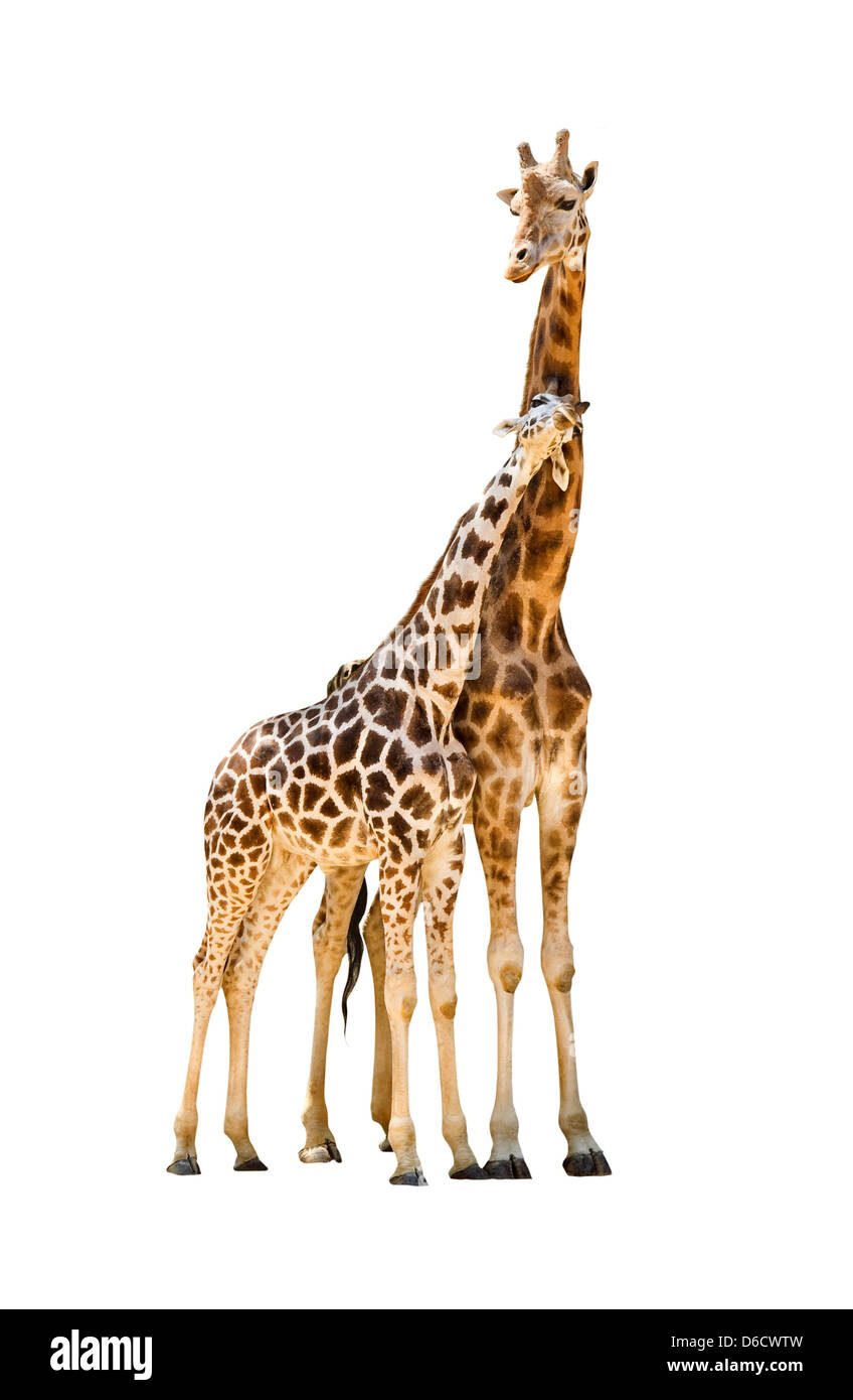 Hug giraffe hi-res stock photography and images - Alamy