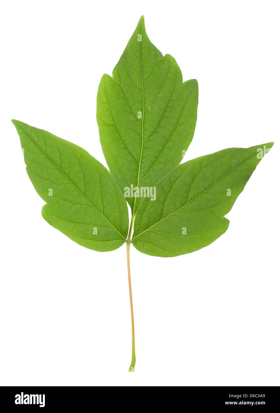 Leafed out hi-res stock photography and images - Alamy