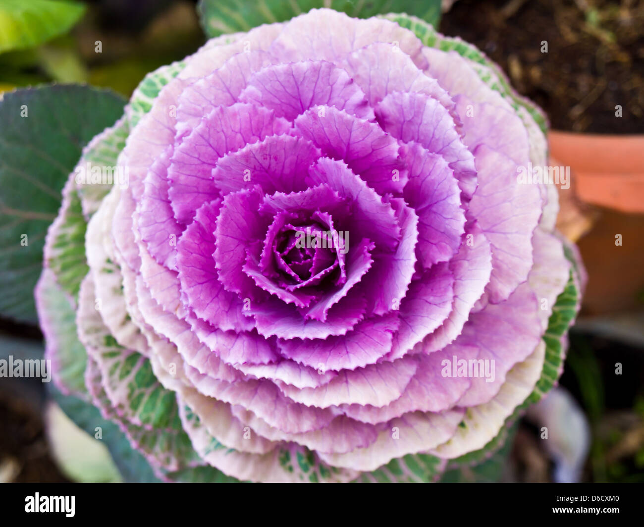 Violet flowering cabbage in nature Stock Photo - Alamy