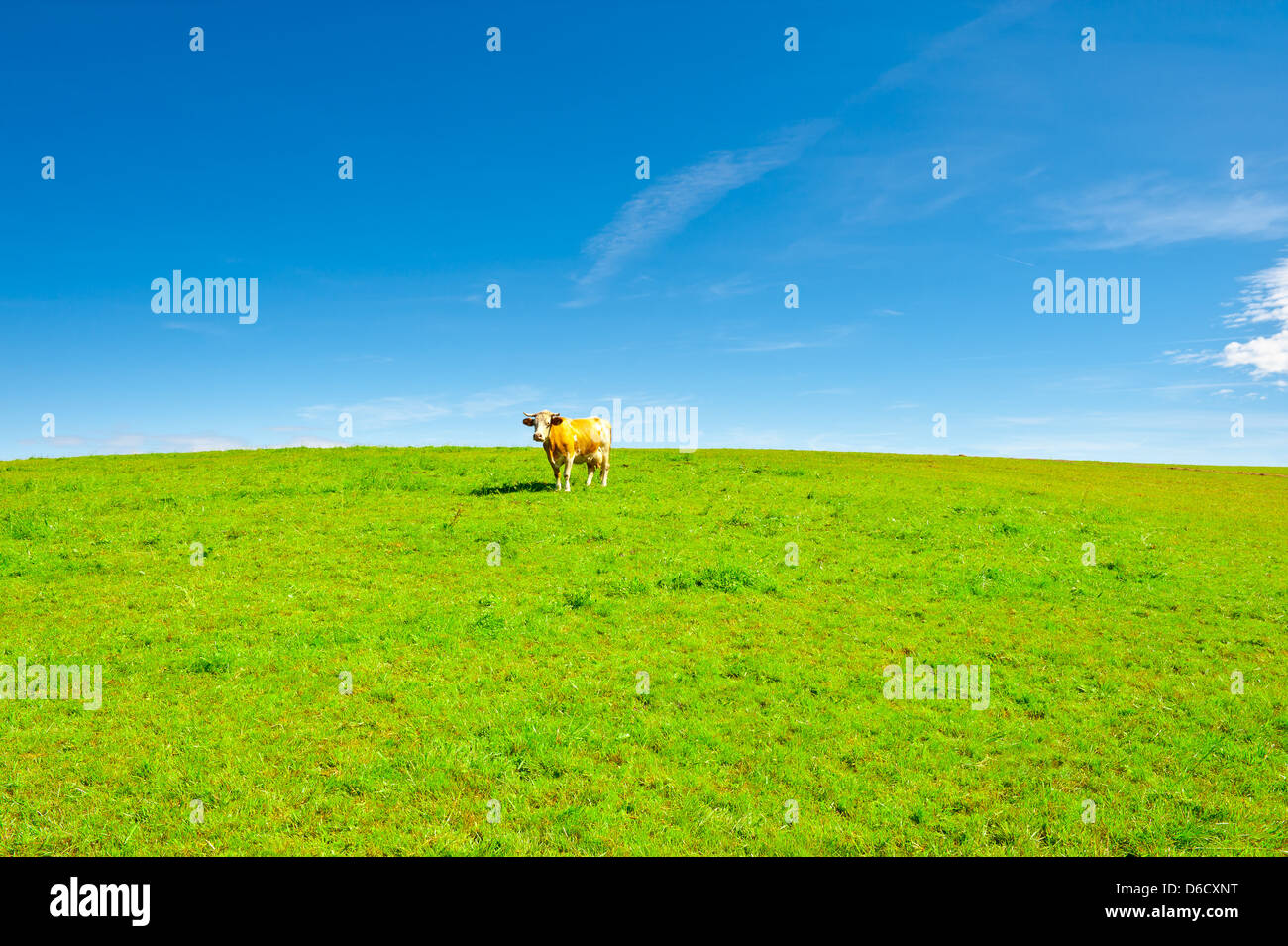 Bull lonely hi-res stock photography and images - Alamy