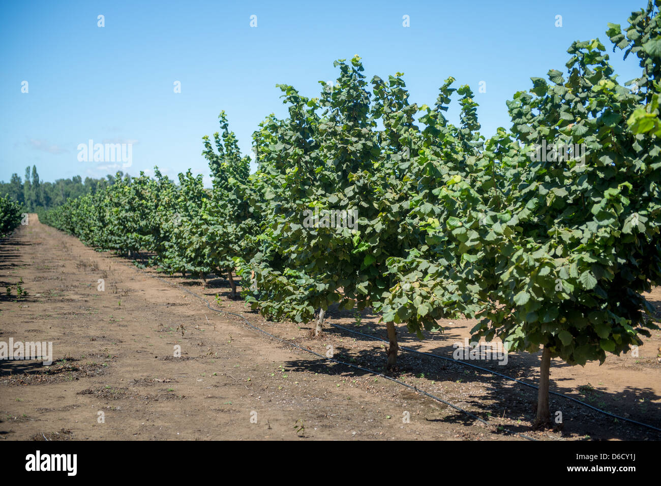 Filbert tree hi-res stock photography and images - Alamy