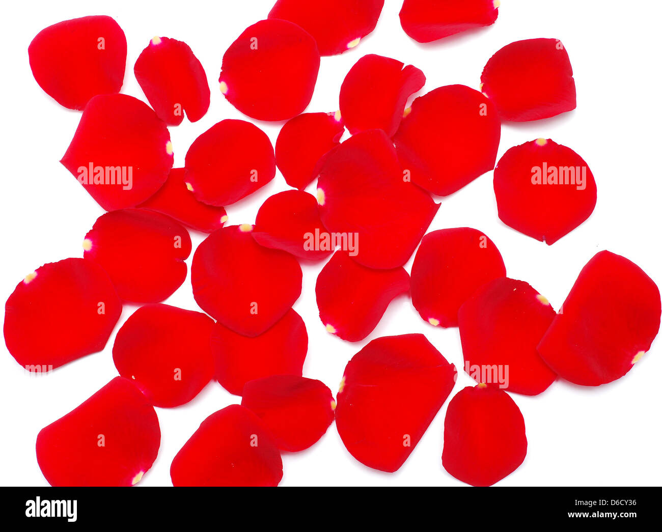 rose petal background Stock Photo - Alamy