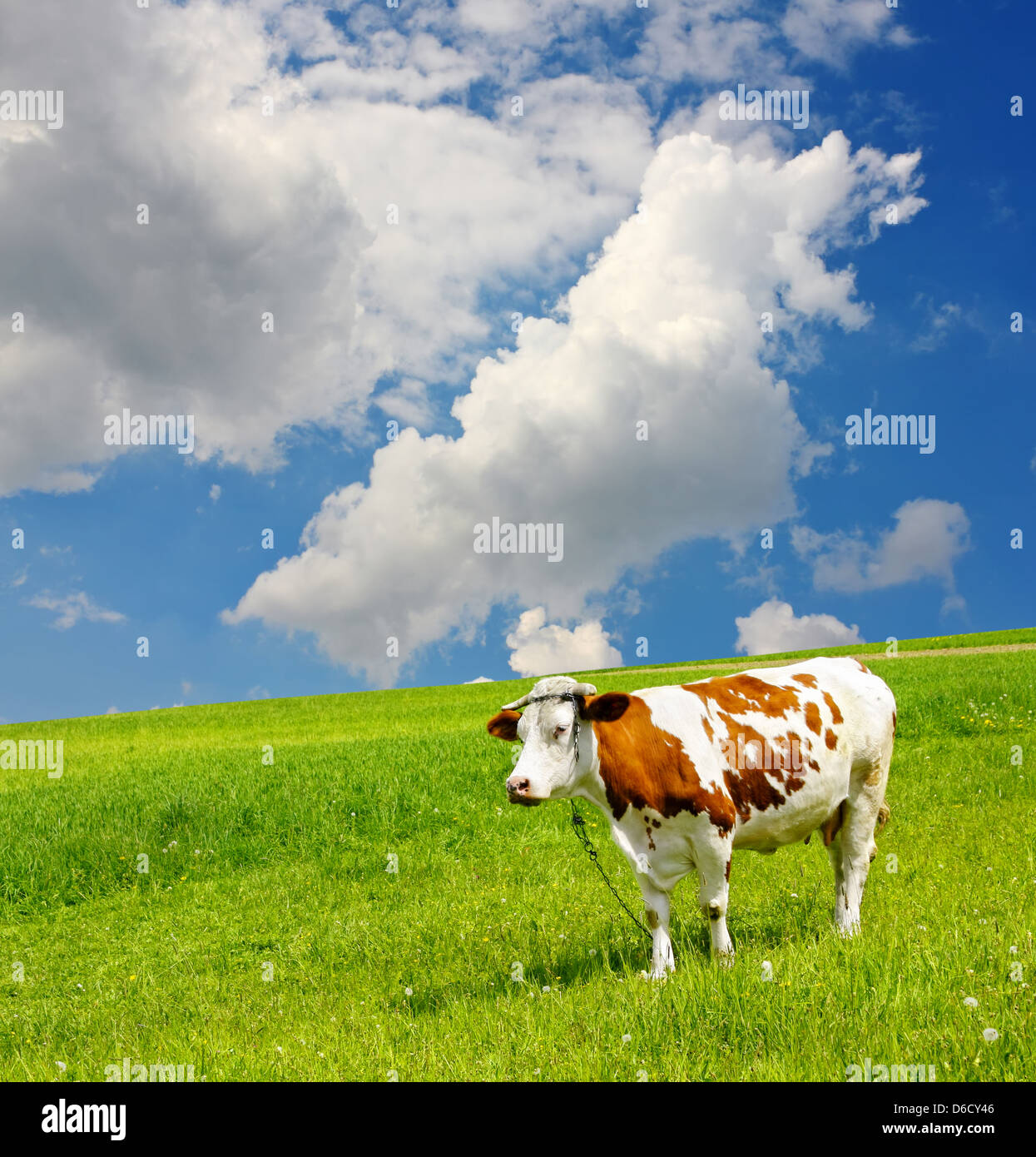 Cow and the ecological environment Stock Photo - Alamy