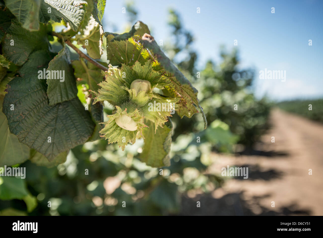 Trees and hazelnuts in hazelnut plantation in Temuco, Chile Stock Photo ...