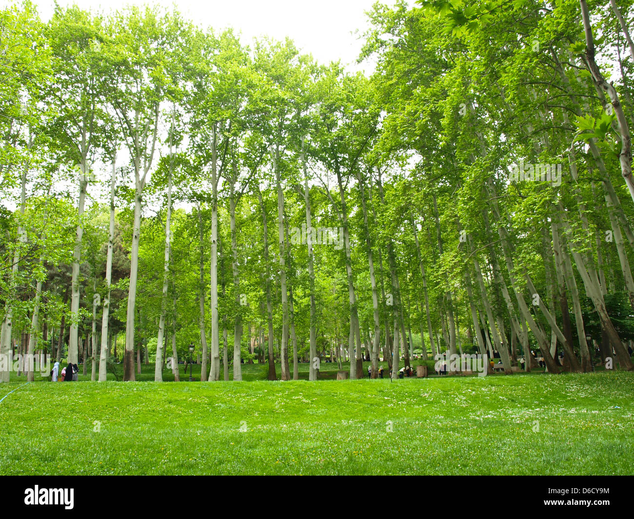 Meadow field and forest landscape Stock Photo - Alamy