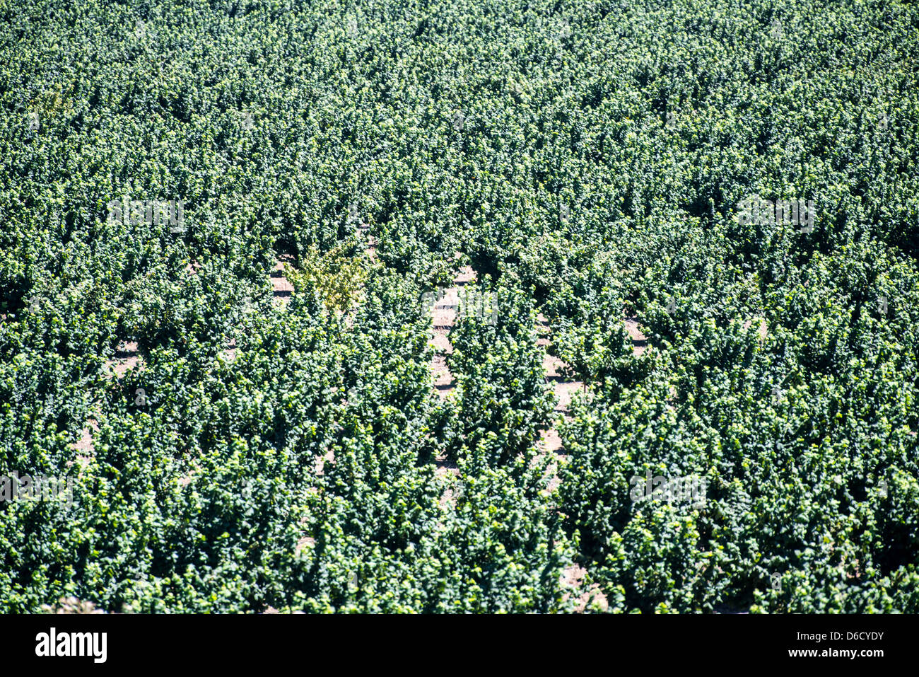 Trees and hazelnuts in hazelnut plantation in Temuco, Chile Stock Photo ...
