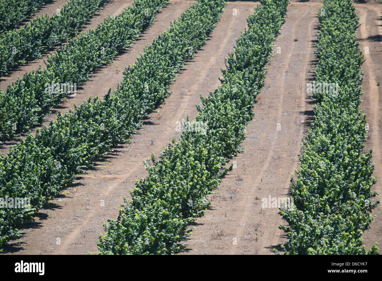 Trees and hazelnuts in hazelnut plantation in Temuco, Chile Stock Photo ...